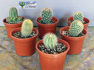 Catalogo de Cactus