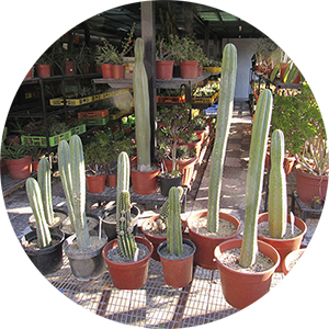Catalogo de Cactus
