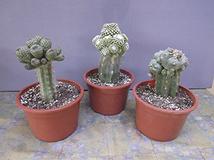 Catalogo de Cactus